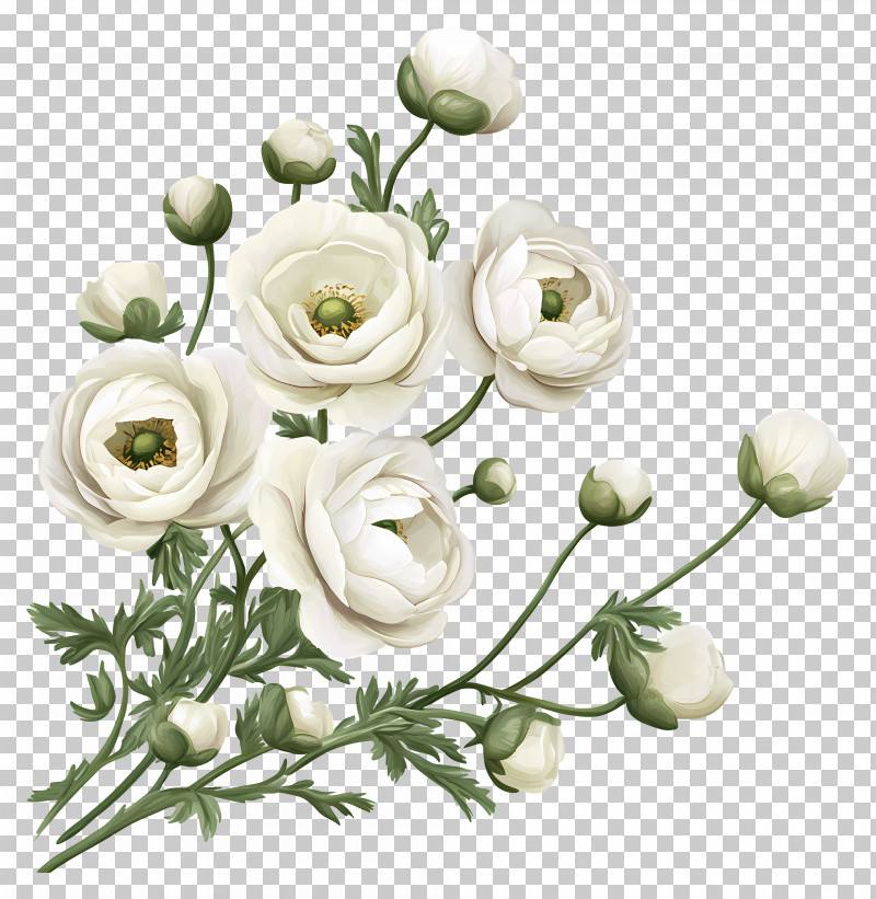 Ranunculus Art - White Flowers With Green Stems PNG, Clipart, Bouquet ...