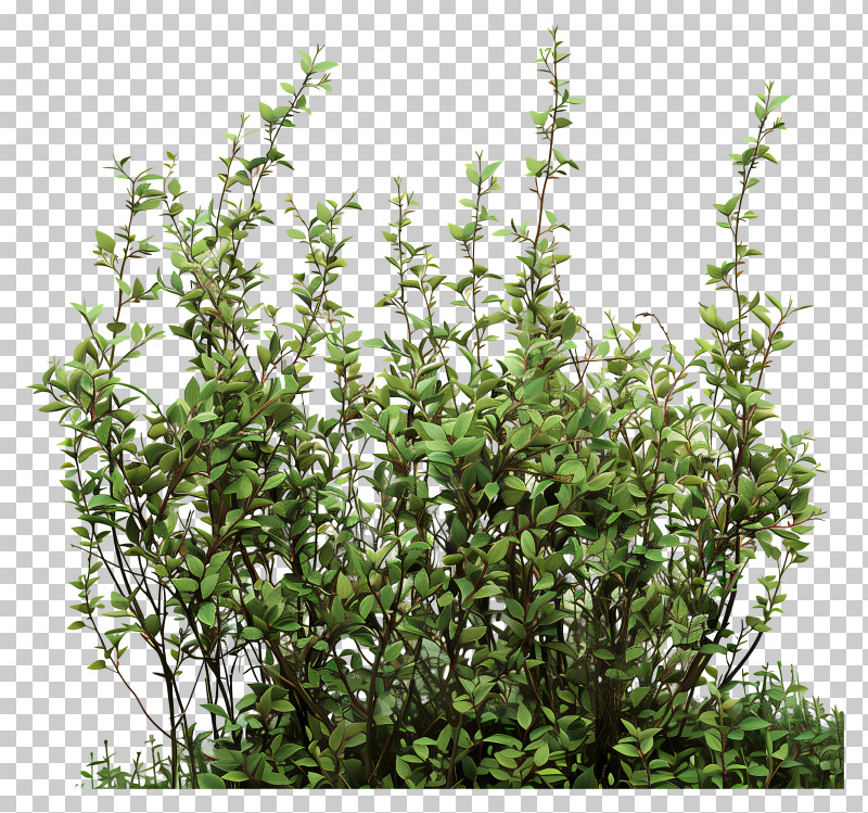 Bushes - Tall Green Bushes PNG, Clipart, Bush, Bushes, Dense Foliage ...