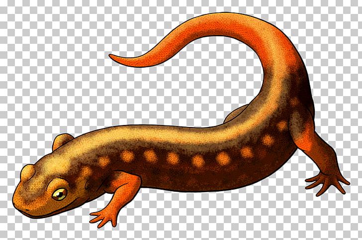 Newt Salamander Vertebrate Caeciliidae Reptile PNG, Clipart, Amphibian ...