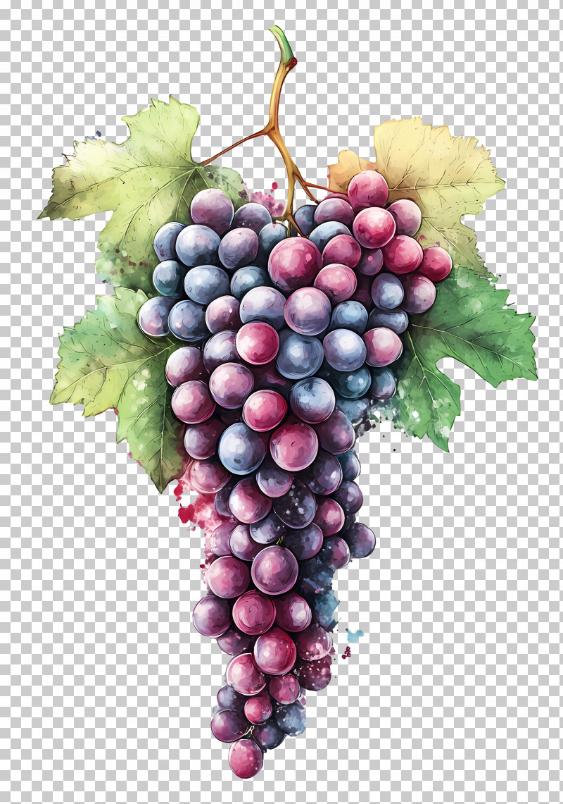 Harvesting Grapes - Purple Grapes On Vine Illustration PNG, Clipart ...