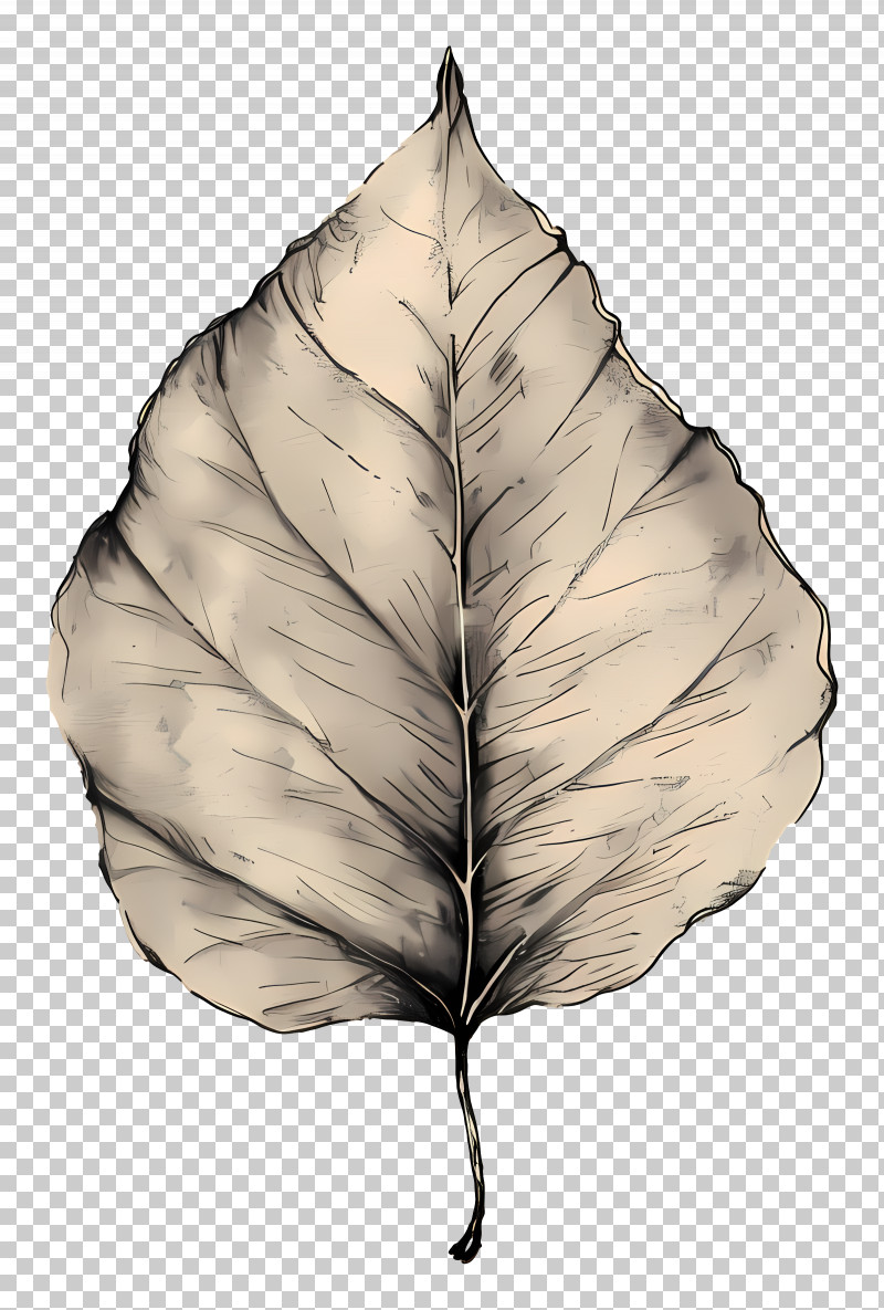 Detailed Dry Leaf Illustration - Detailed Dry Leaf Illustration PNG ...