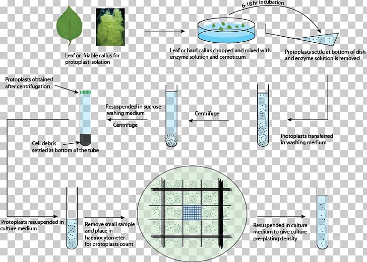 Protoplast Centrifuge Callus Tissue Suspension PNG, Clipart, Angle ...