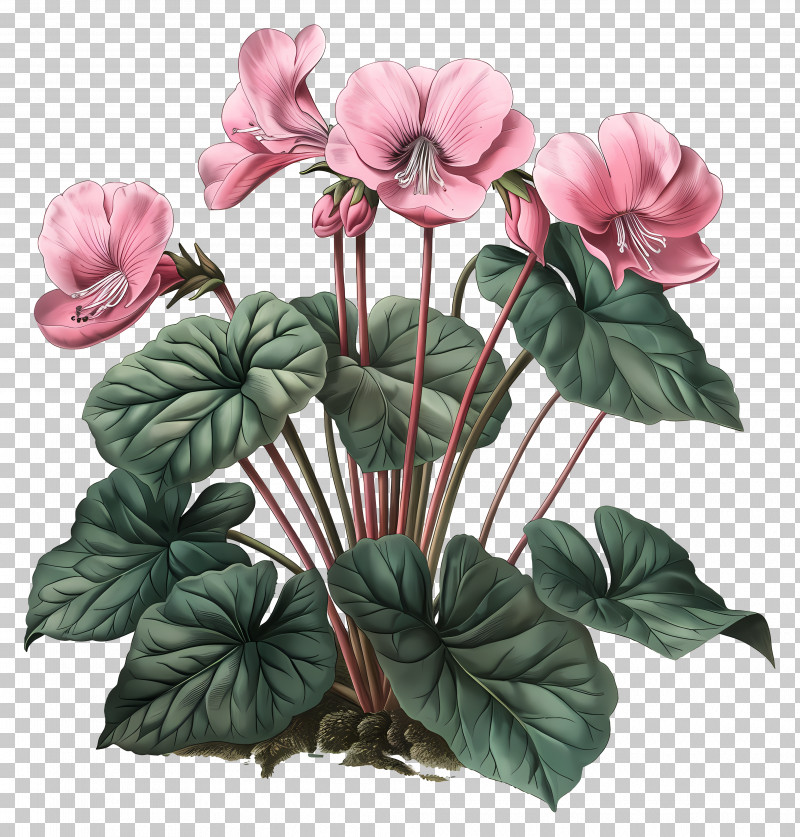 Pink Cyclamen - Beautiful Pink Cyclamen Flowers And Green Leaves PNG ...
