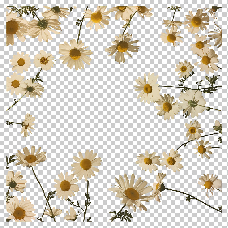 Flying Flowers - Daisy Flower Frame Design PNG, Clipart, Botanical ...