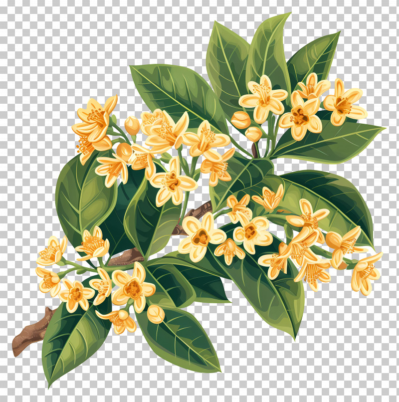 Osmanthus Flower - Yellow Osmanthus Flowers On Branch PNG, Clipart ...